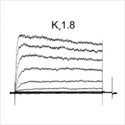 Ion Channel Screening • Metrion Biosciences