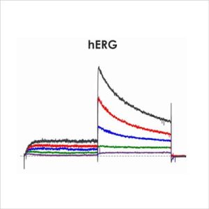 Cardiac Safety Screening • Metrion Biosciences