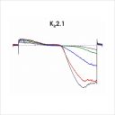 Cardiac Safety Screening • Metrion Biosciences