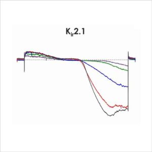 Cardiac Safety Screening • Metrion Biosciences