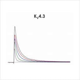 Cardiac Safety Screening • Metrion Biosciences