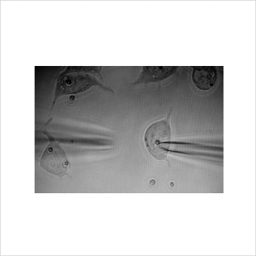 Neuroscience • Metrion Biosciences