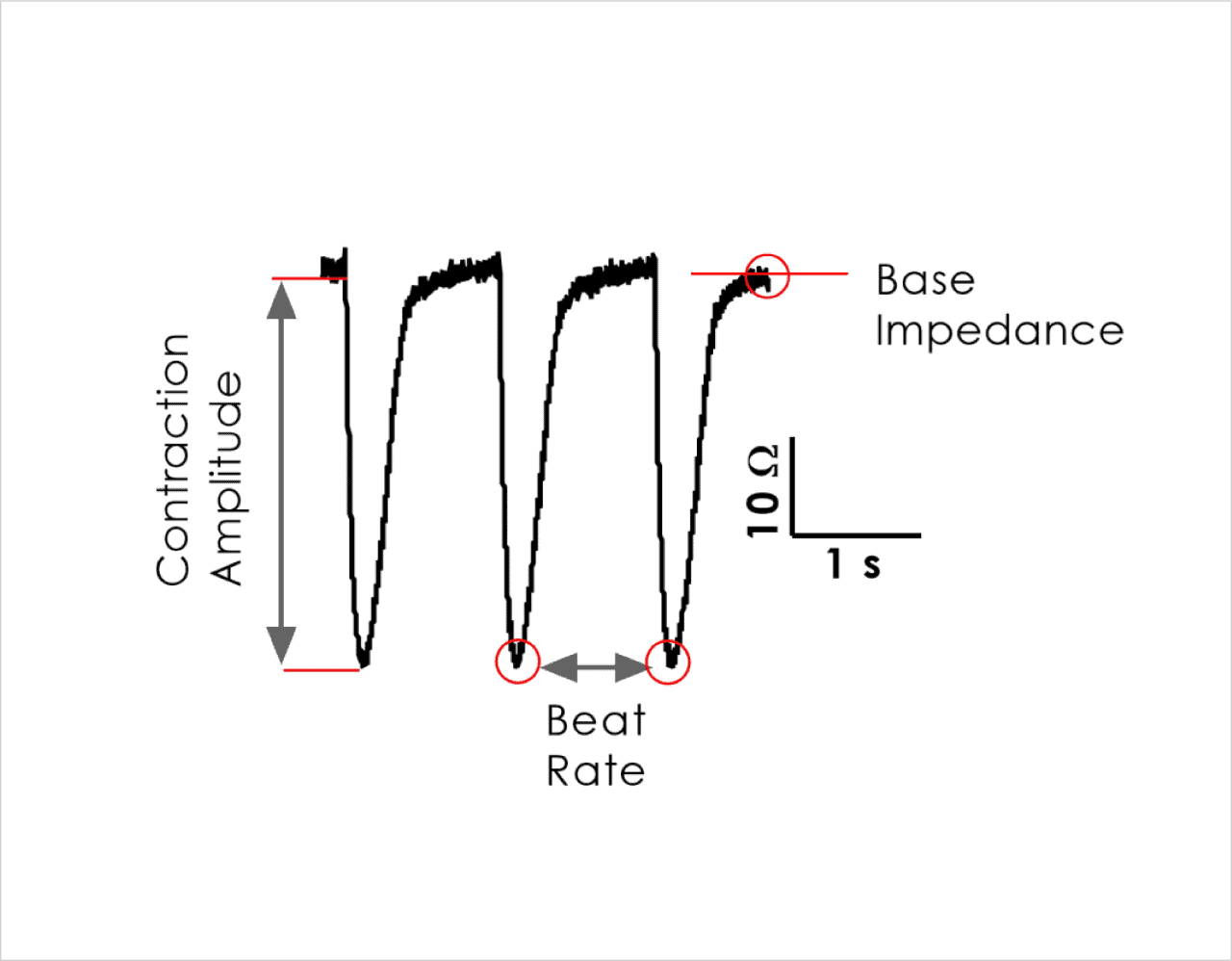 Cardiac safety: Impedance assays in stem cell cardiomyocytes